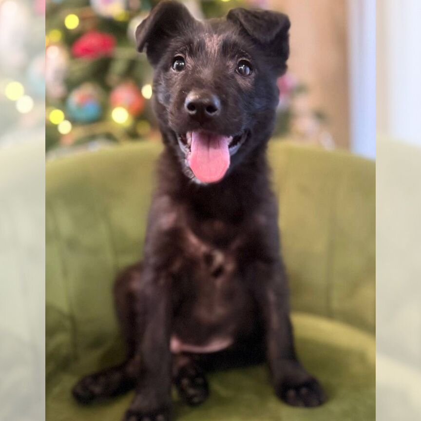 Щенок в добрые руки