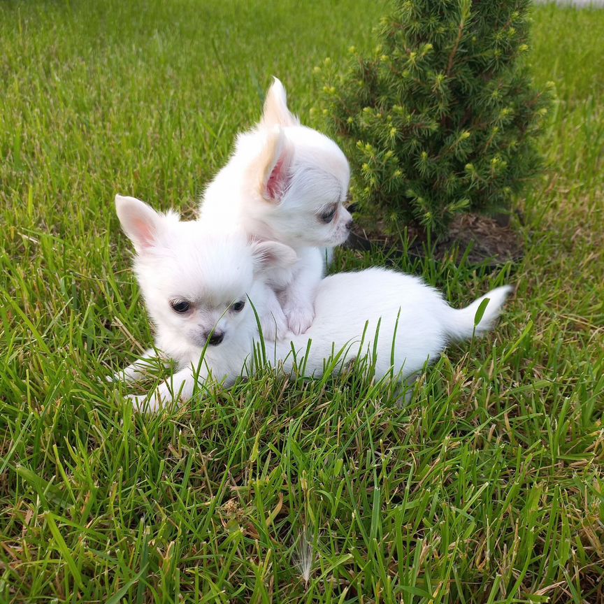 Чихуахуа мини