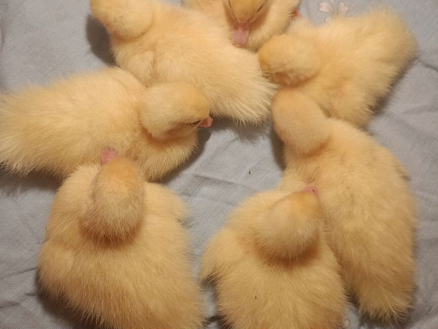 Мускусные утята