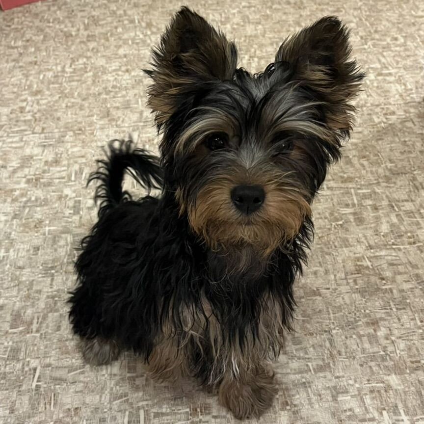 Йоркширский терьер, щенок