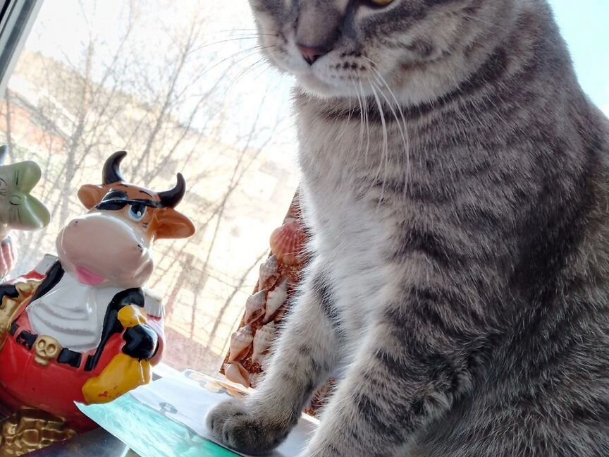 Кот и кошка