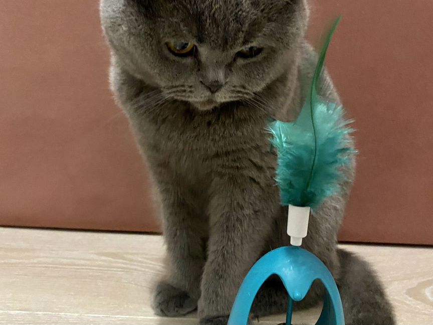 Игрушка для кошки новая