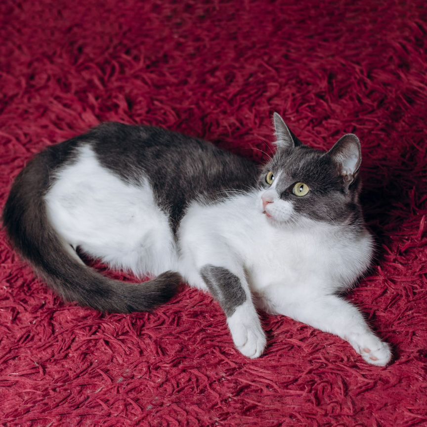 Жизнерадостная Дымка ищет дом