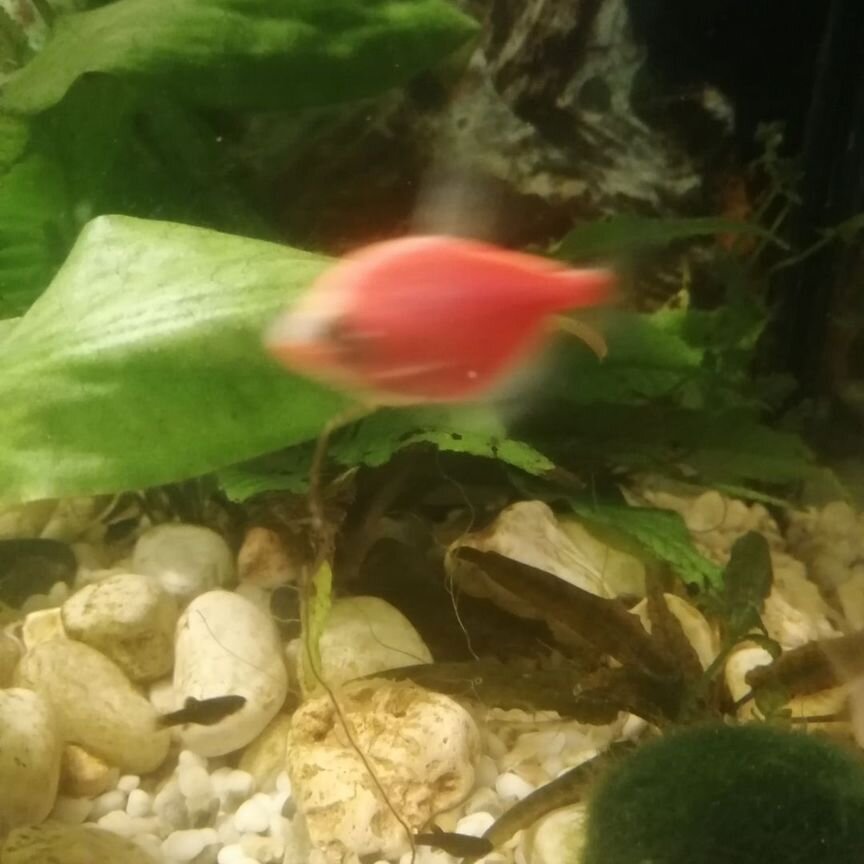 Лирохвостая малинезия. Мальки