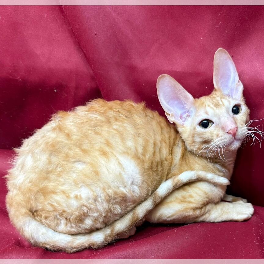 Корниш-рекс котёнок