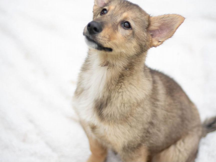 Собаки бесплатно в добрые руки