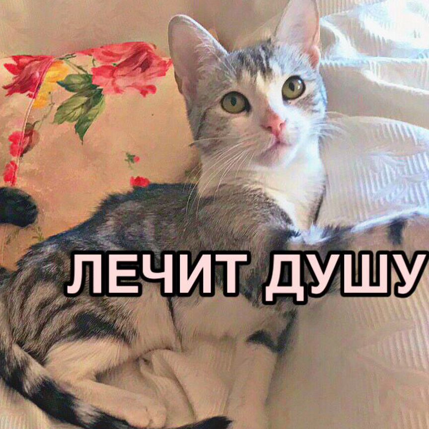 Котёнок в добрые руки