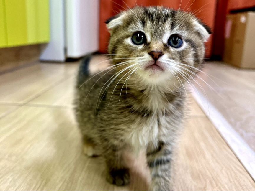 Вислоухие котята в добрые руки