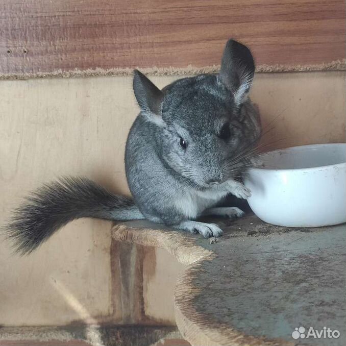 Шиншилла 3 месяца 2 штуки