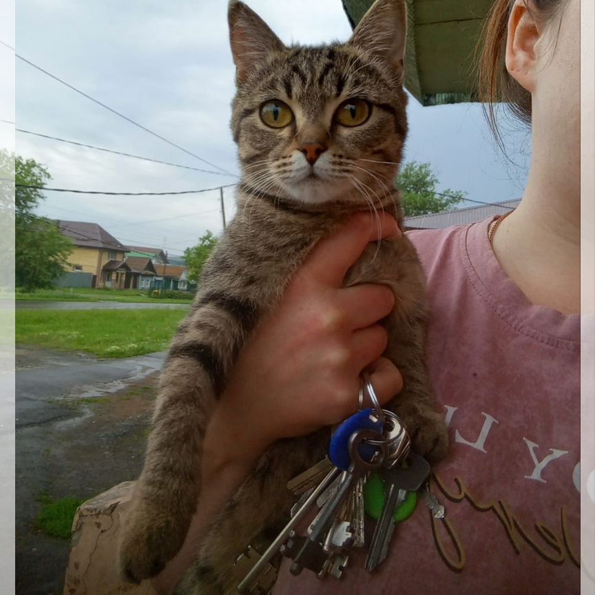 Взрослая, кошка в добрые руки