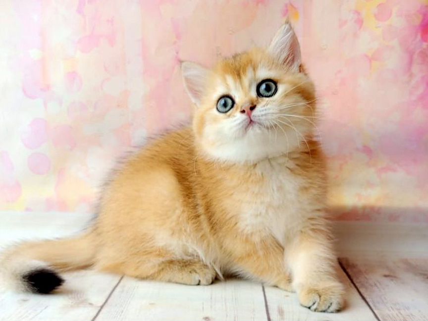 Котята драгоценных окрасов (серебро и золото )