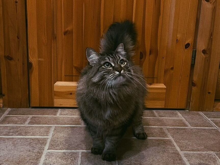 Сибирская кошечка в дар