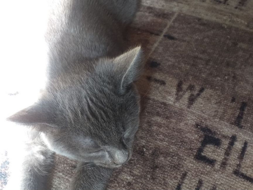 Отдам в добрые руки