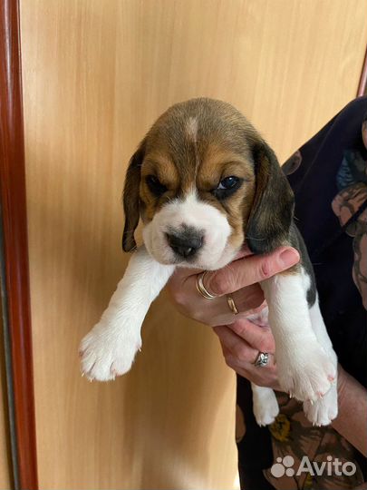 Щенки бигль