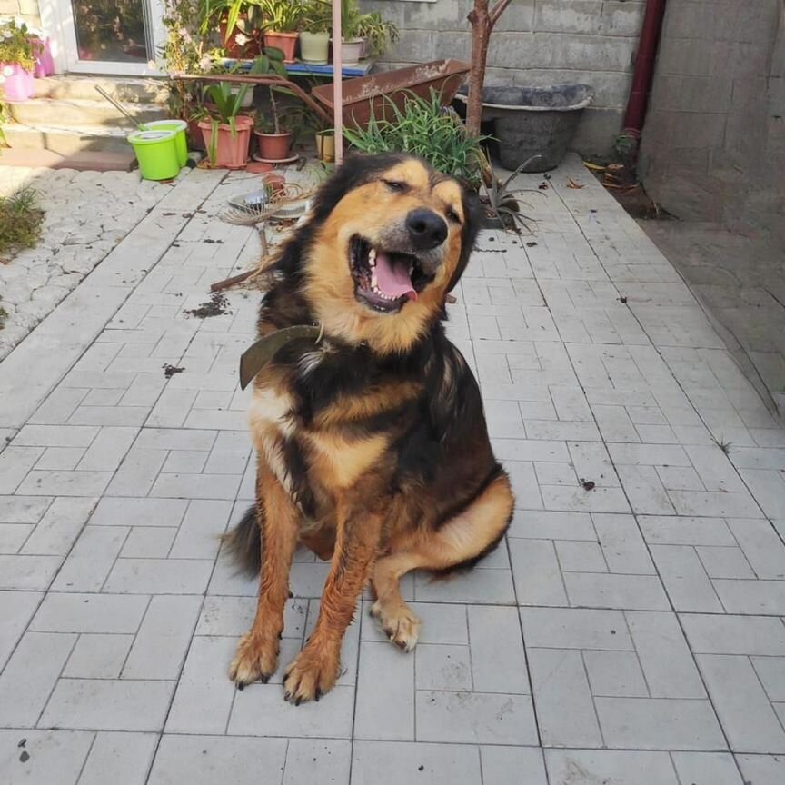 Милый мальчик в добрые руки