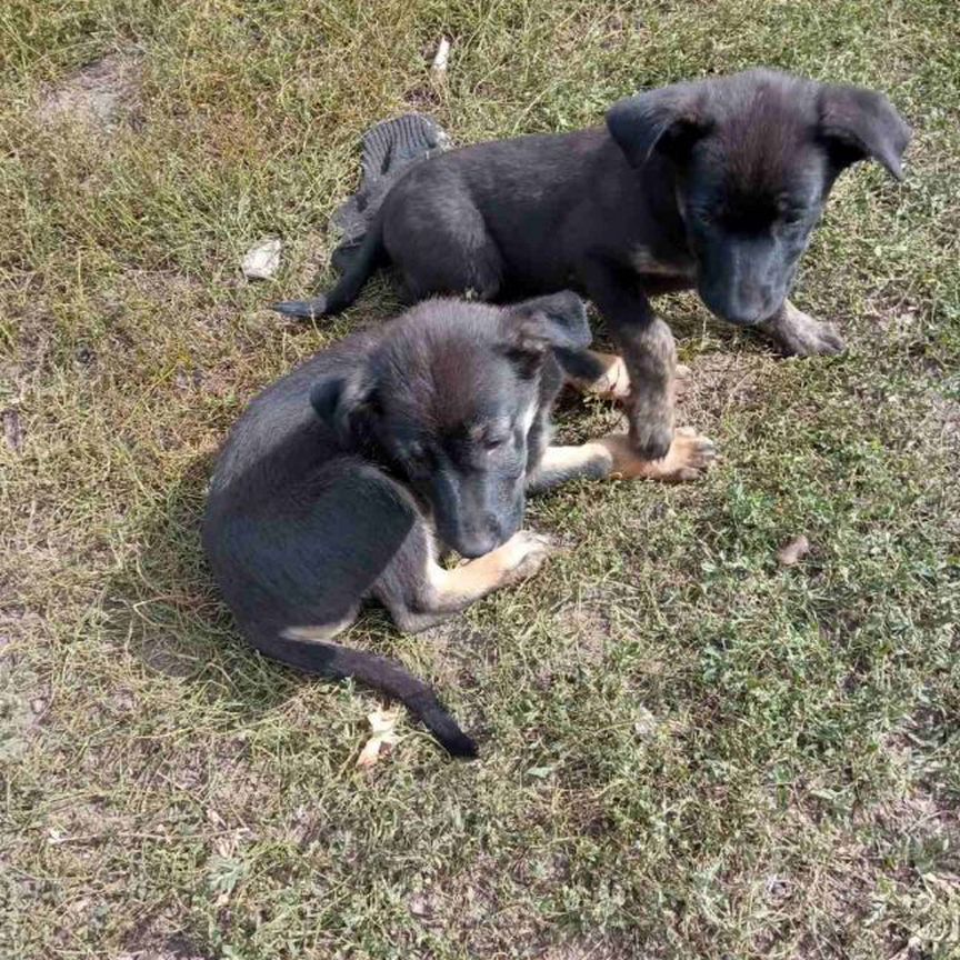 Овчарята помесь