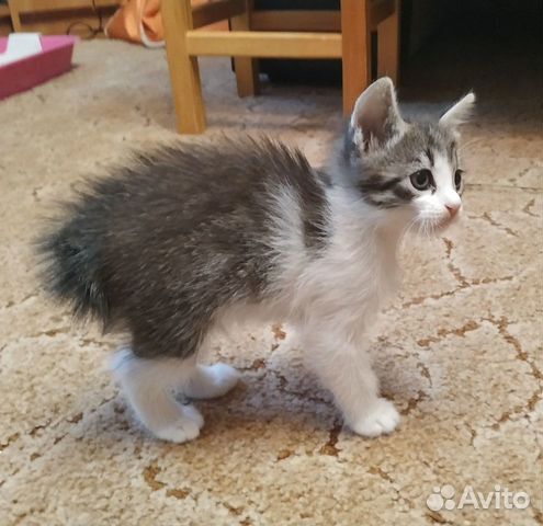 Котёнок бобтейл