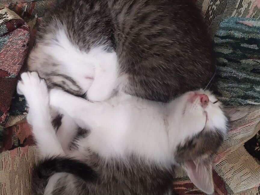 Найдена кошка