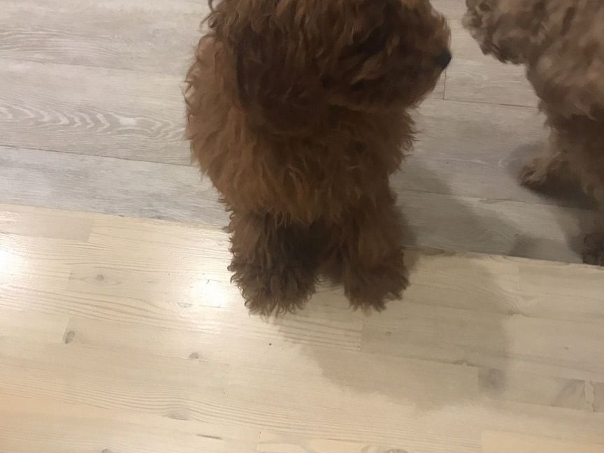 Щенок той пуделя мини