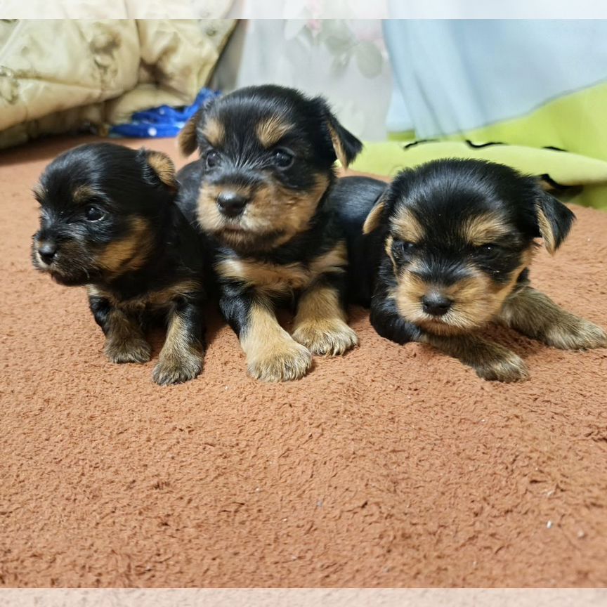 Йоркширский терьер, щенок