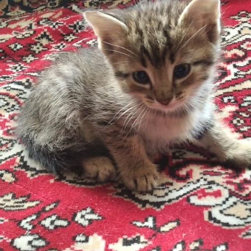 Отдам ласкового котенка в добрые руки