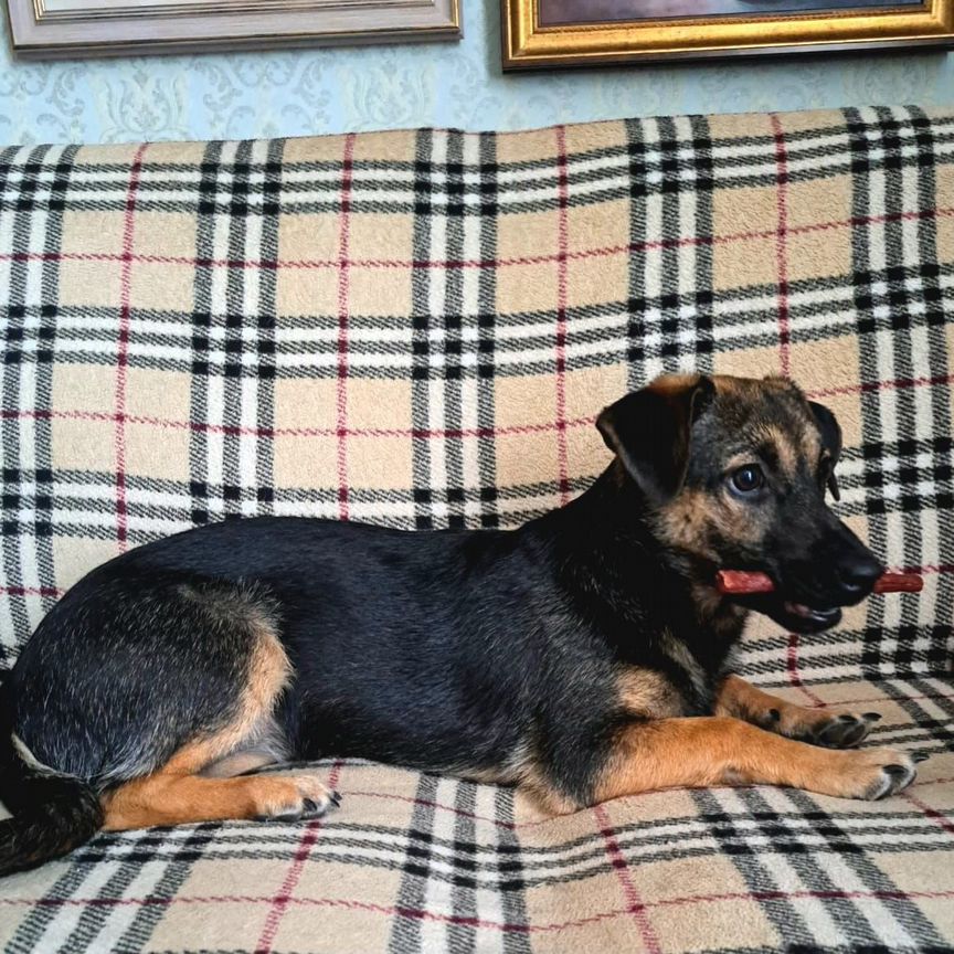 Дора в лучшие ручки