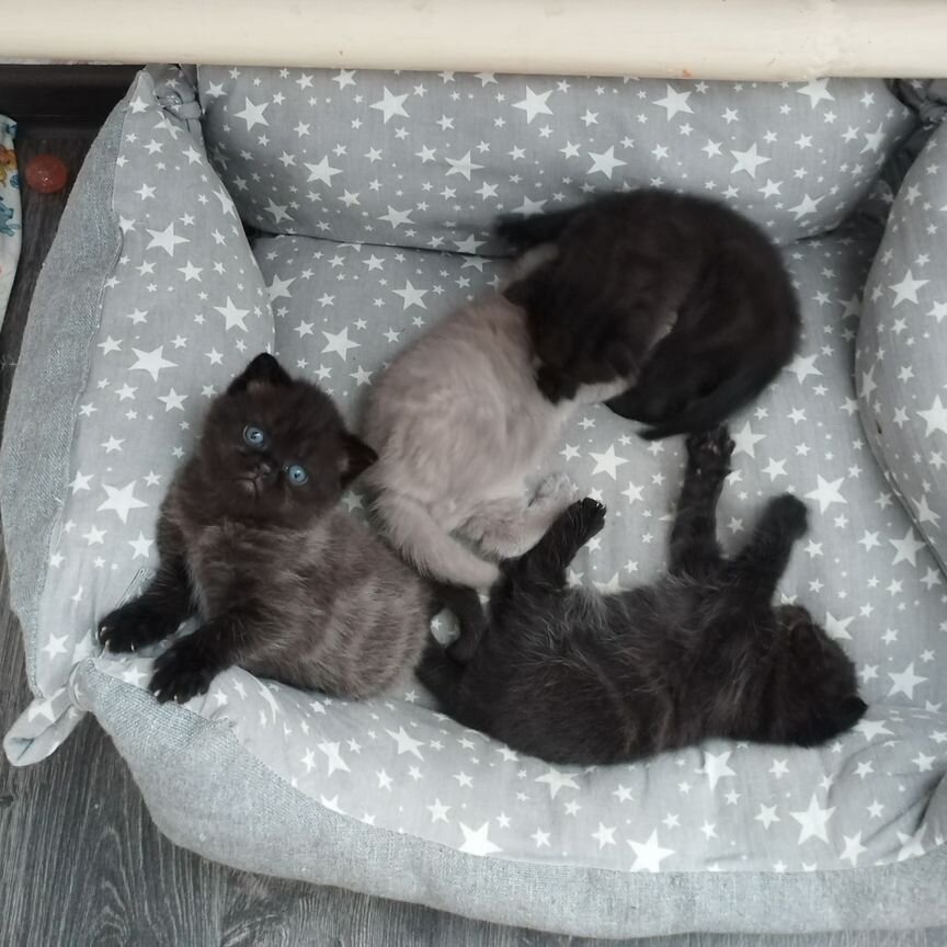 Шотландские котята