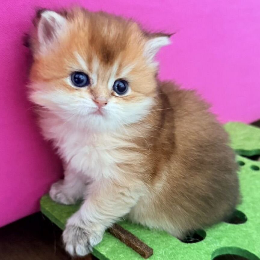 Шотландский вислоухий короткошёрстный котёнок