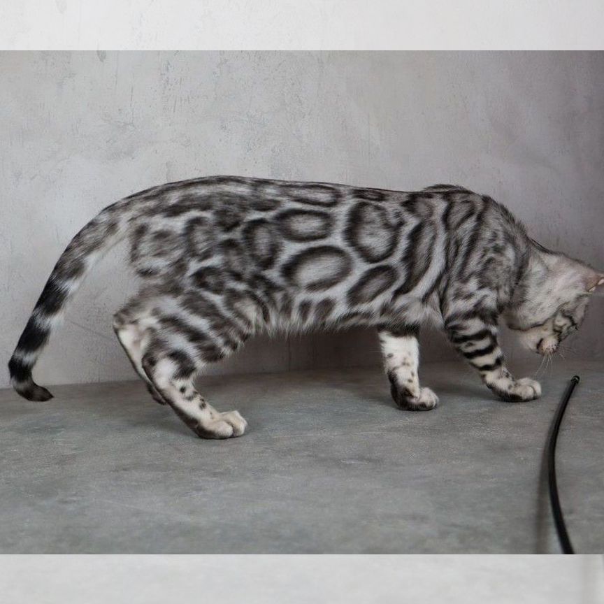 Бенгальская серебрянная кошечка