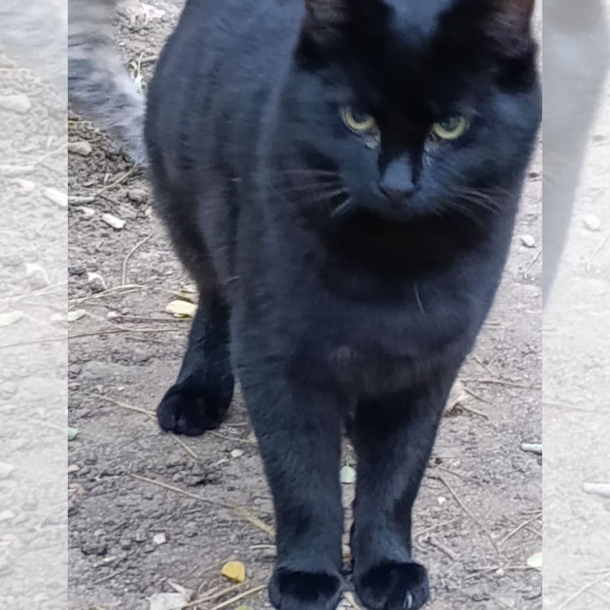 Отдам прекрасного котёнка