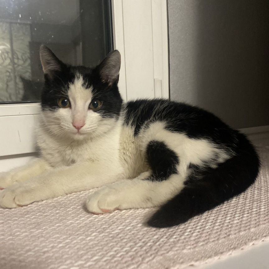 Котенок пацан 4,5 мес