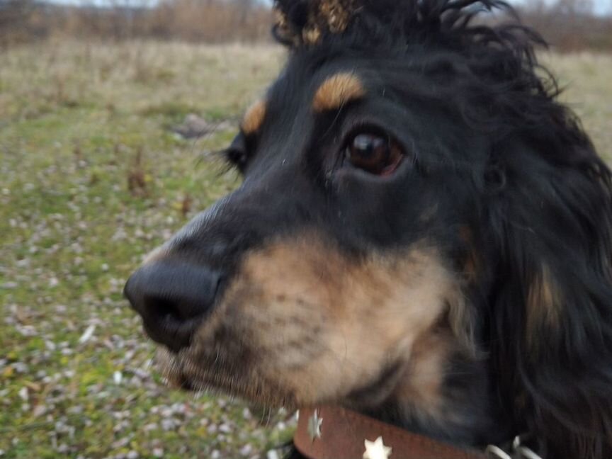 Отдам в добрые руки английский коккер спаниель