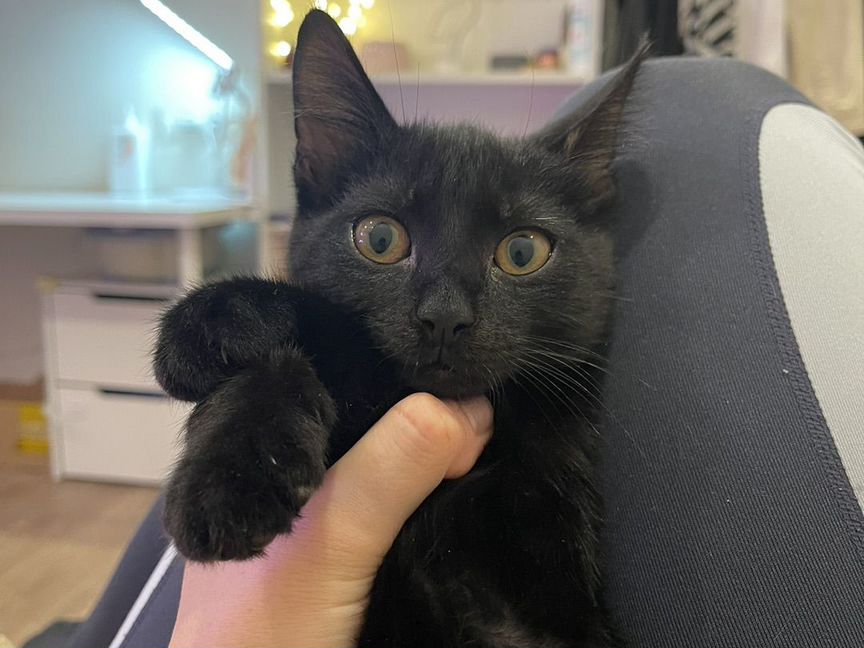 Котик 3 месяца ищет семью