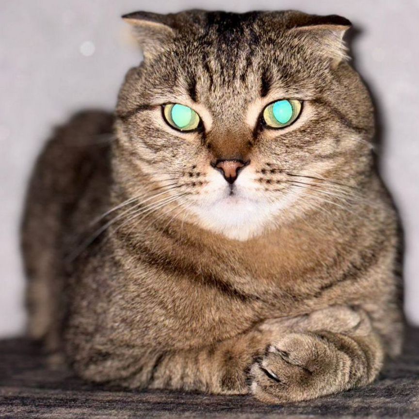 Взрослый кот в добрые руки