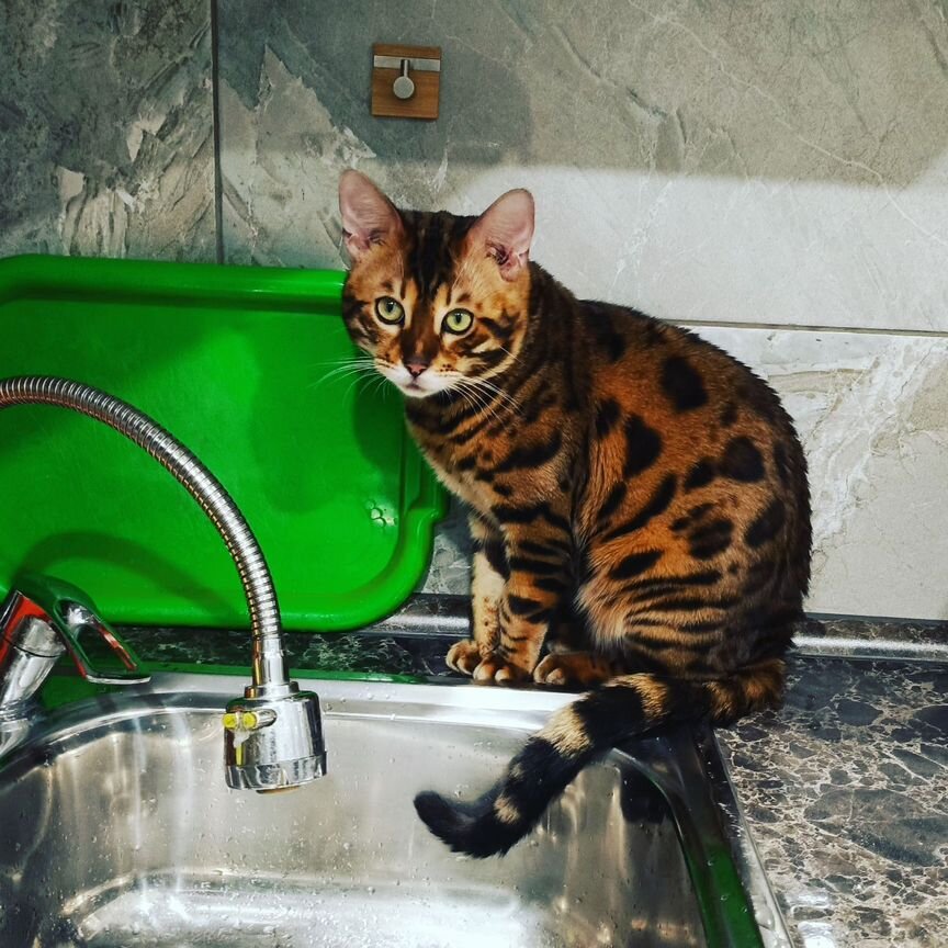 Бенгальская