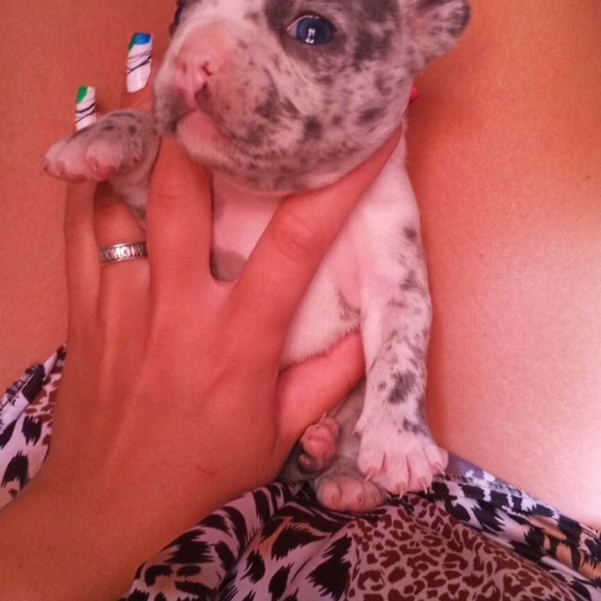 Французский бульдог щенки