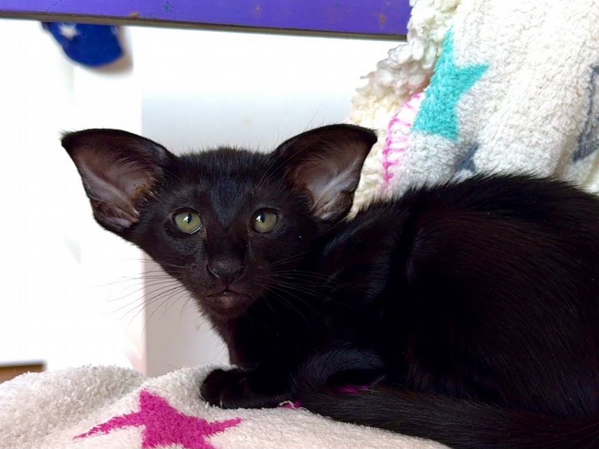 Ориентальная девочка пантера