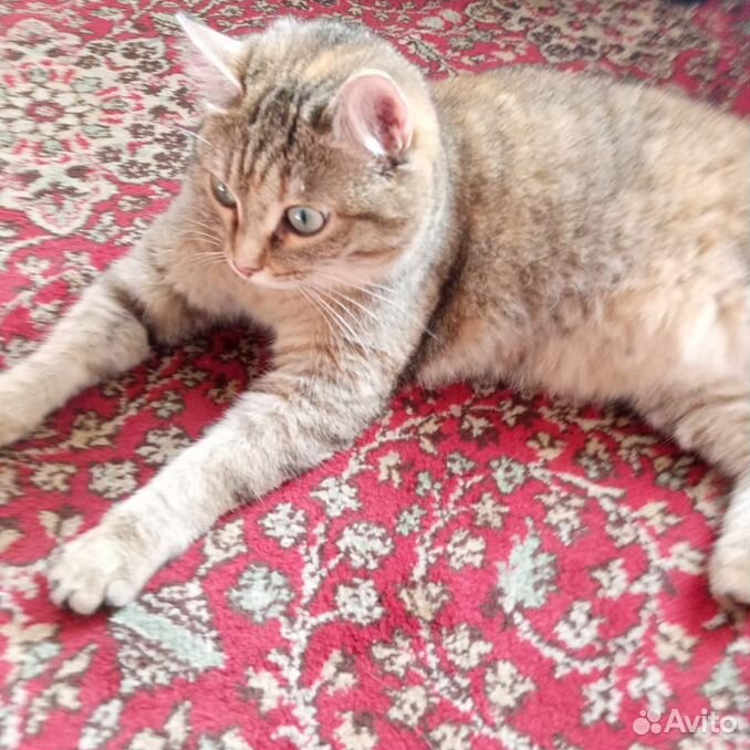 Пристрою кошек