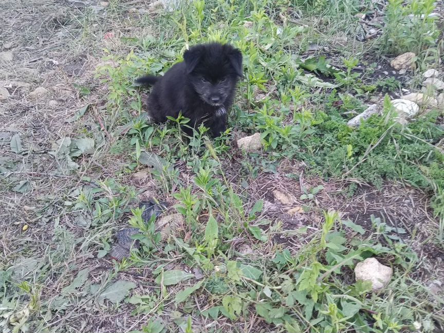 Щенки звонки