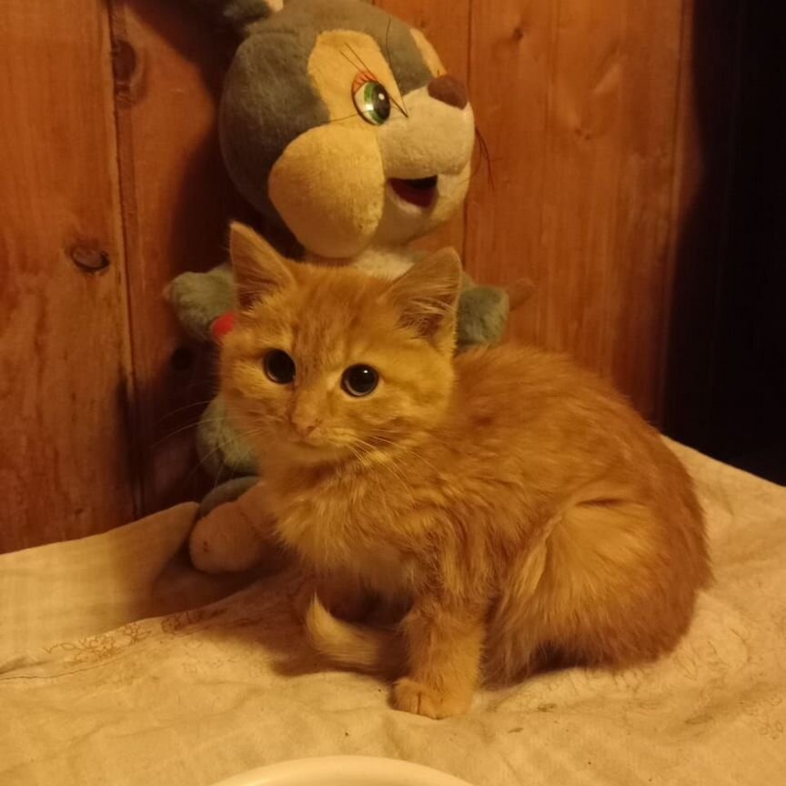 Малыш ищет дом