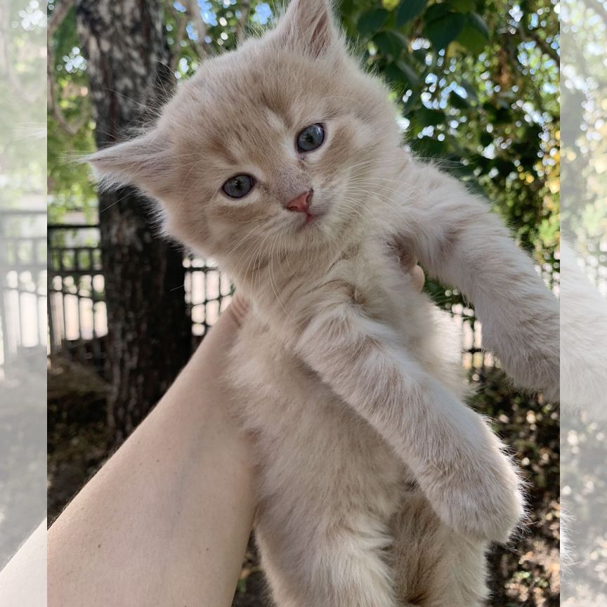 Котенок