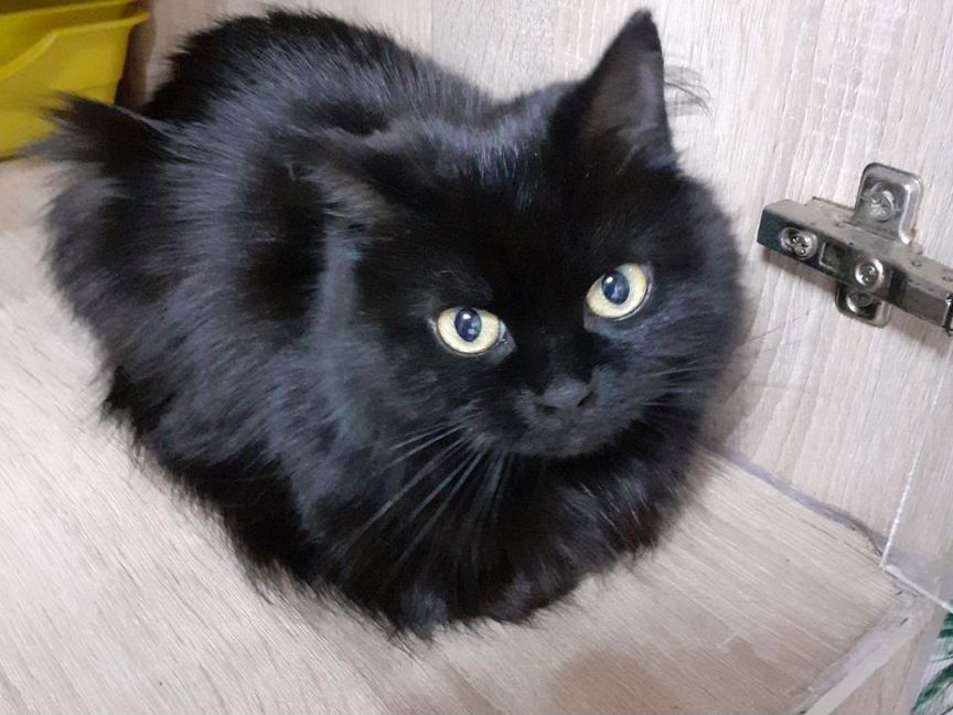 Кошки в добрые руки