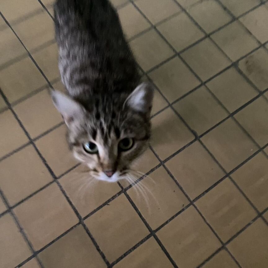 Внимание котеночек девочка