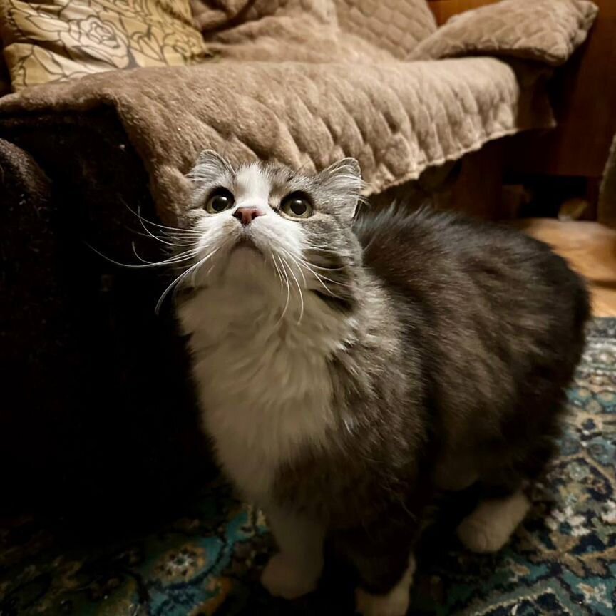 У котика не стало хозяйки