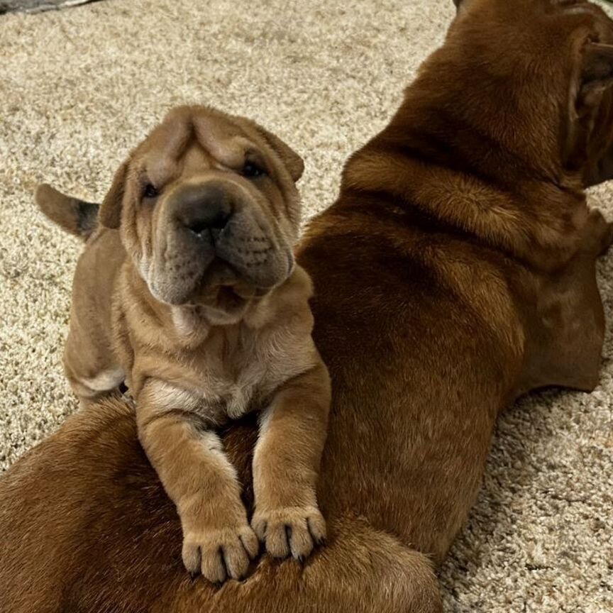 Шарпей, щенок