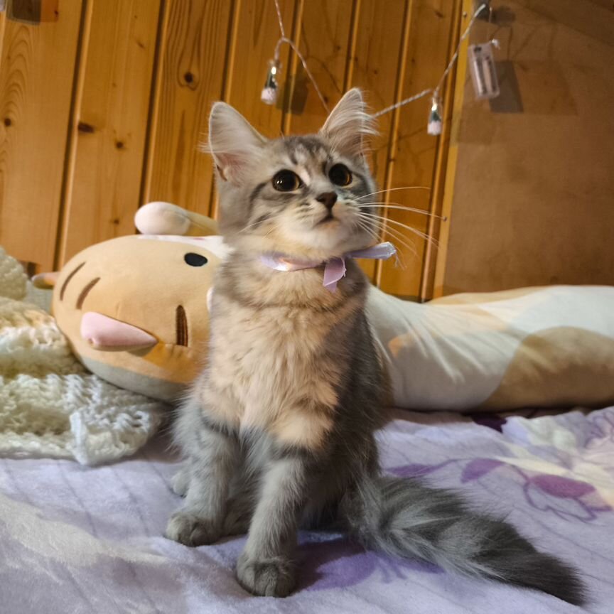 Продам кошечку