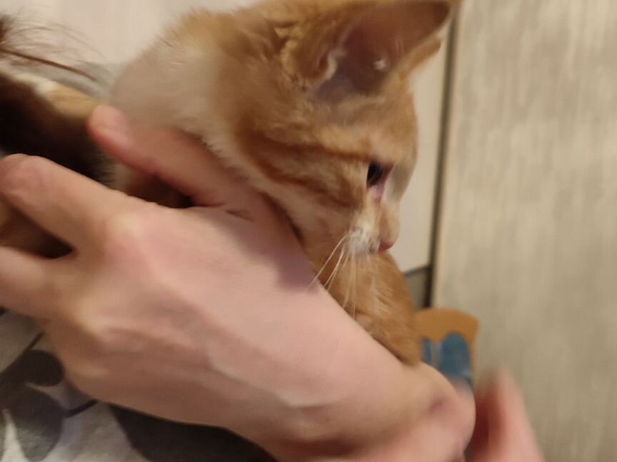 Рыжий котенок