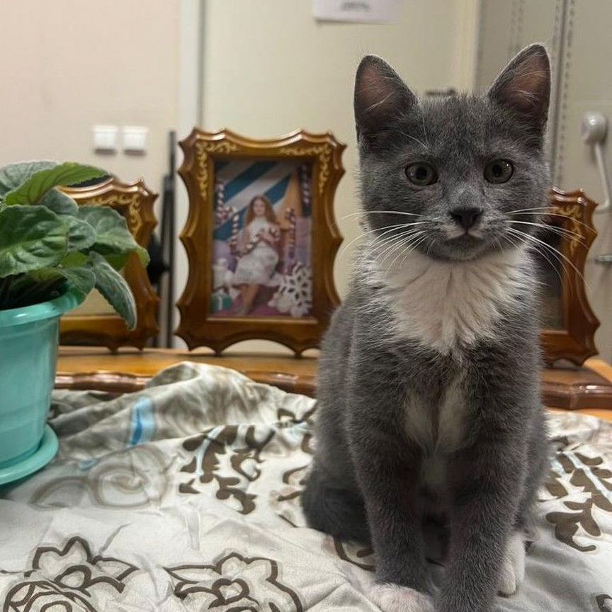 Котенок девочка