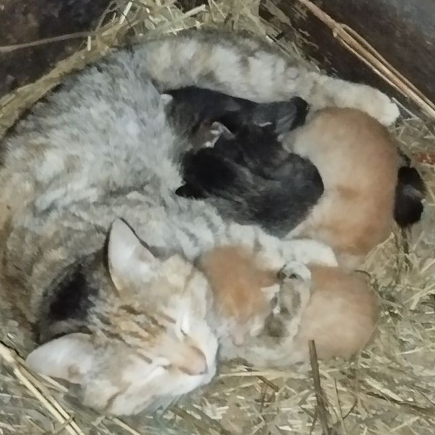 Котёнок в добрые руки