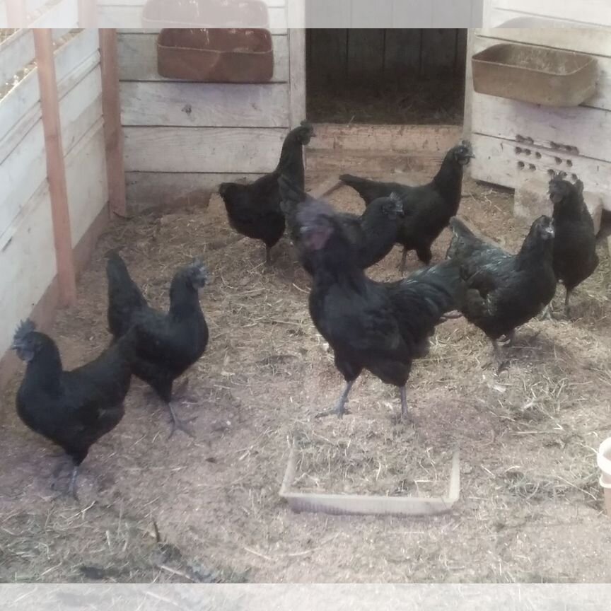 Куры циплята Ухейилюй